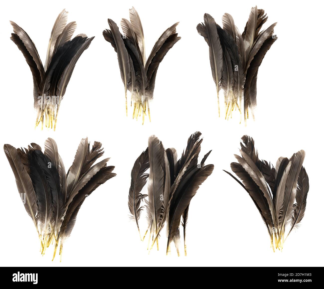 Collage parrot hi-res stock photography and images - Alamy