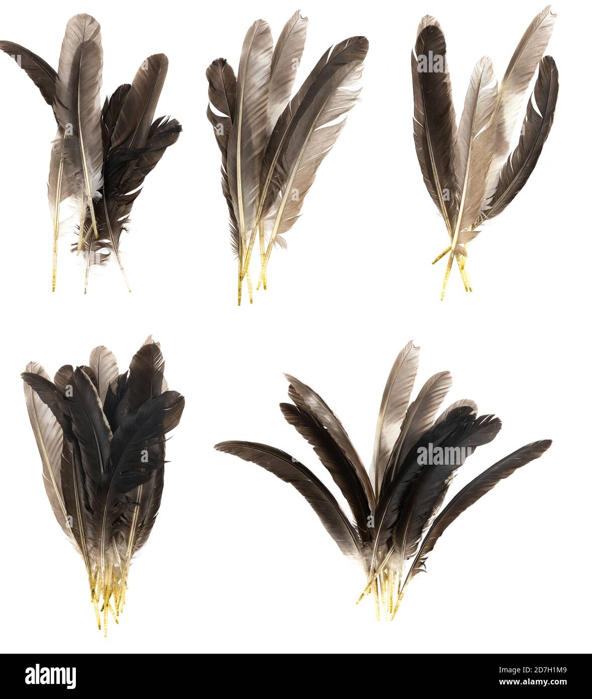 Natural bird feathers isolated on a white background. collage pigeon ...