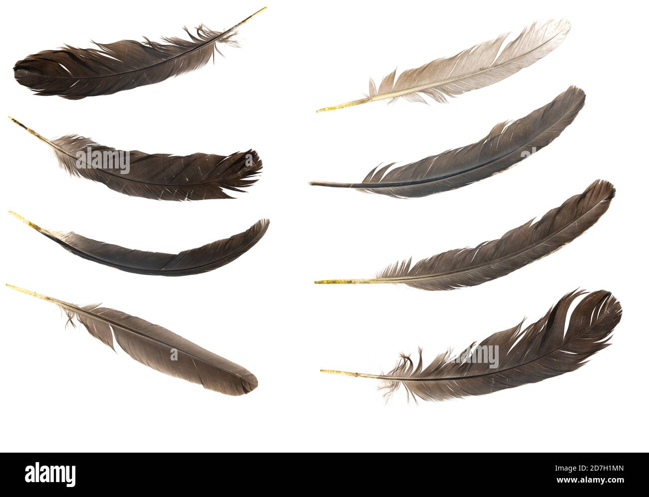 Natural bird feathers isolated on a white background. collage pigeon ...