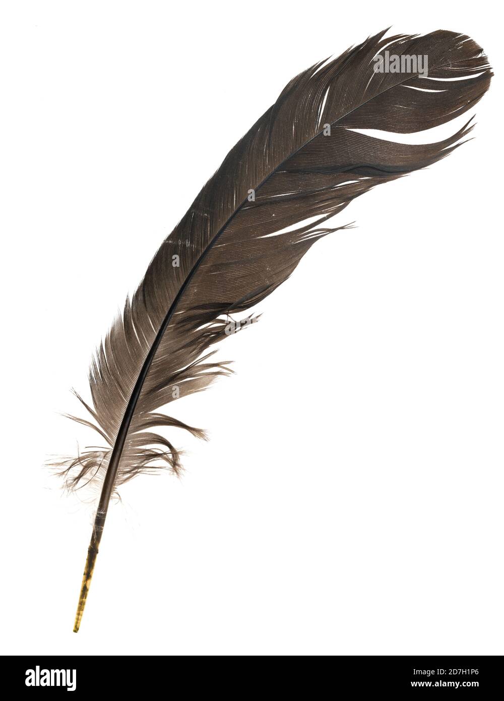 Natural bird feathers isolated on a white background. pigeon, goose and ...