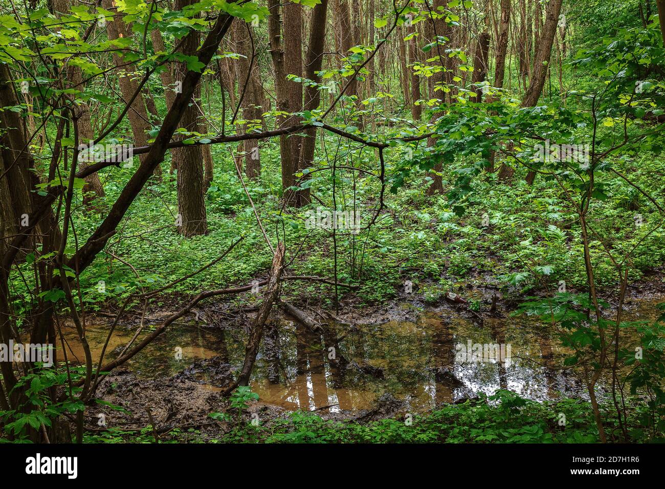 Green spring wet forest with paths and streams Stock Photo - Alamy