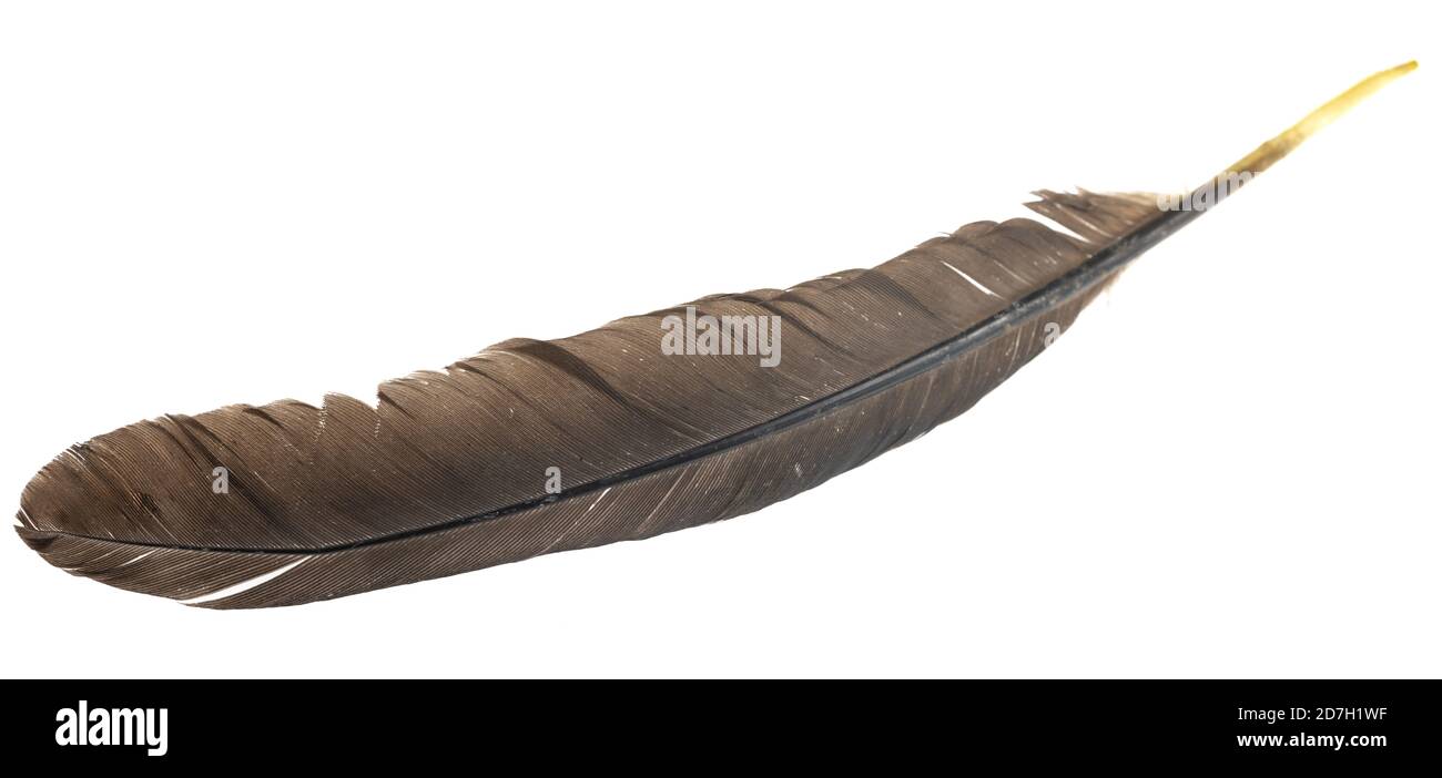 Natural bird feathers isolated on a white background. pigeon, goose and ...