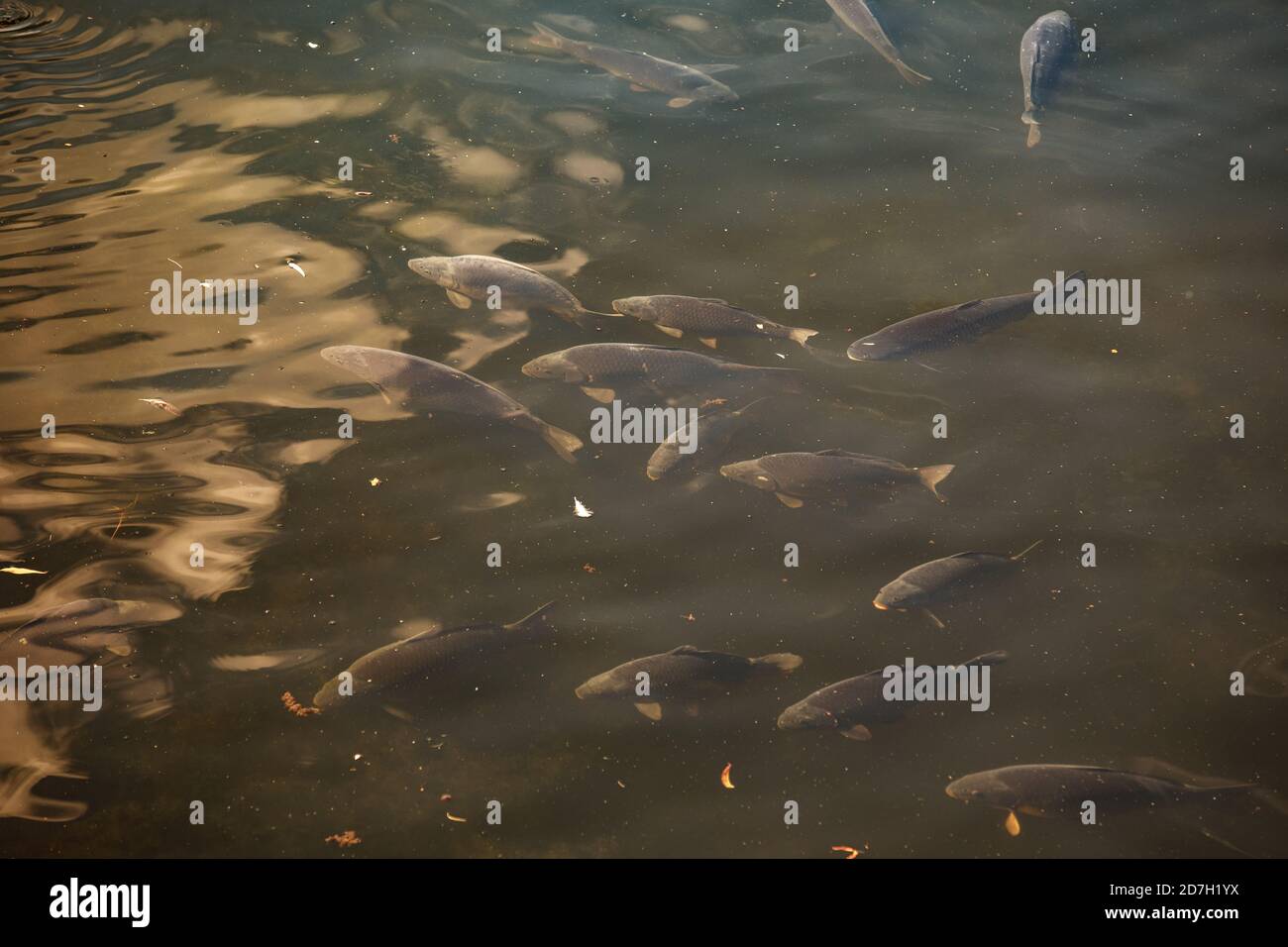 Big fish in Vltava river in Prague, Czech Republic Stock Photo - Alamy