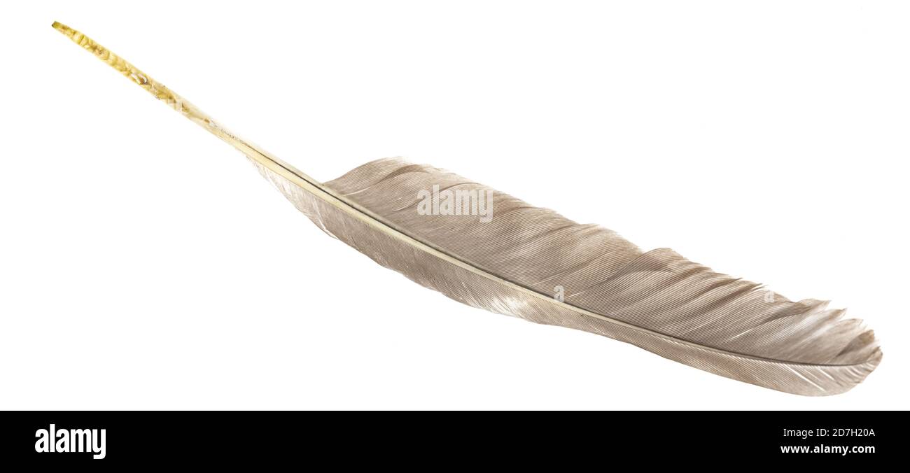 Natural bird feathers isolated on a white background. pigeon, goose and ...