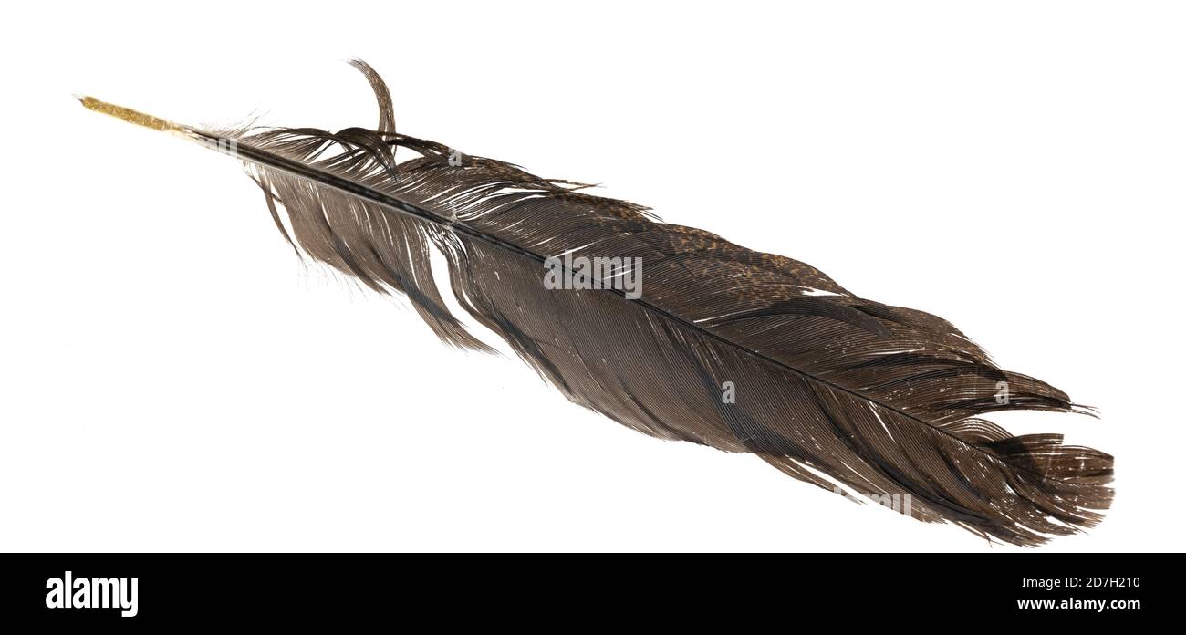 Natural bird feathers isolated on a white background. pigeon, goose and ...