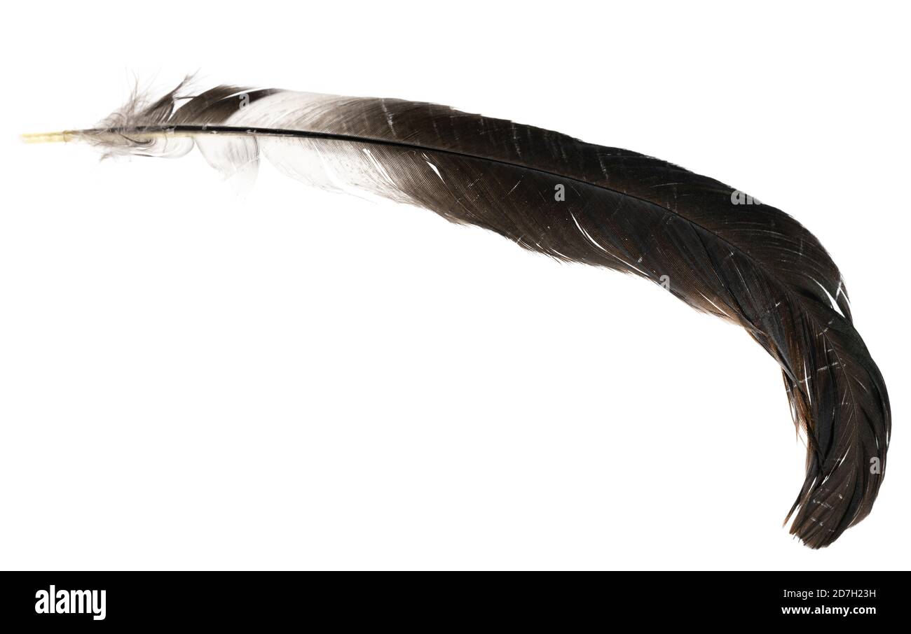 Natural bird feathers isolated on a white background. pigeon, goose and ...