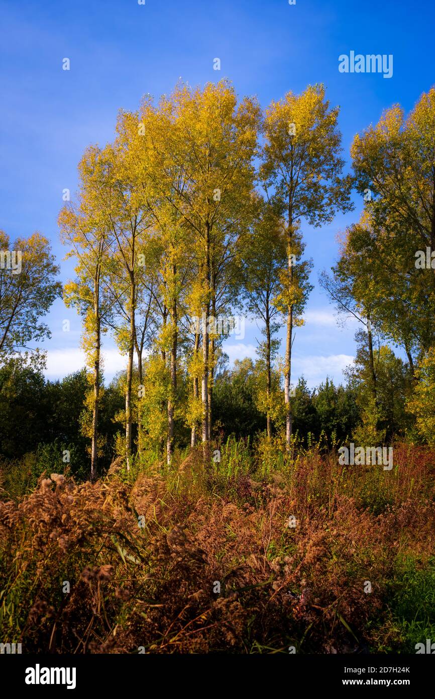 Golden forest landscape in fall shrubs in autumn colours with a sublime ...