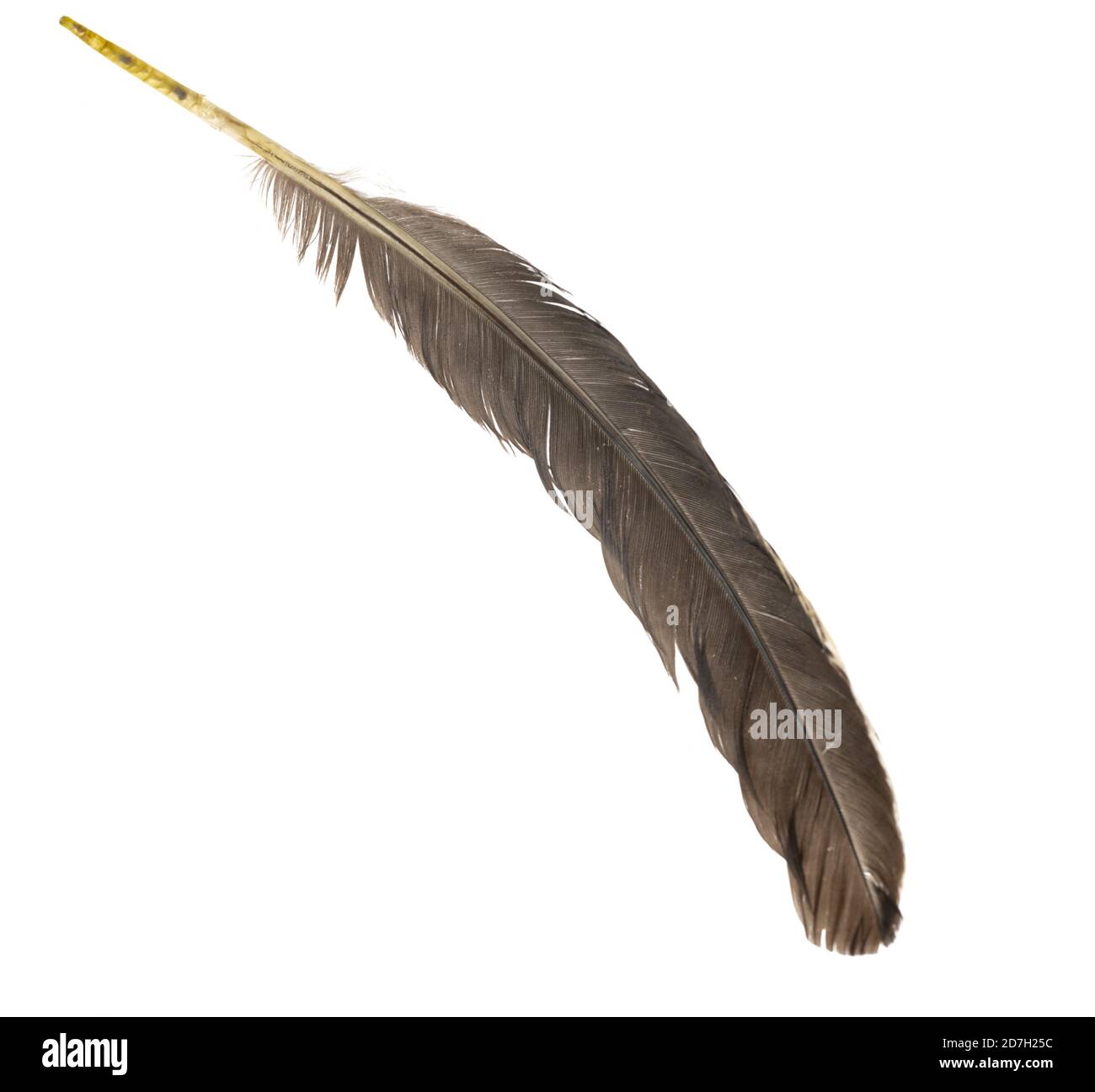 Natural bird feathers isolated on a white background. pigeon, goose and ...