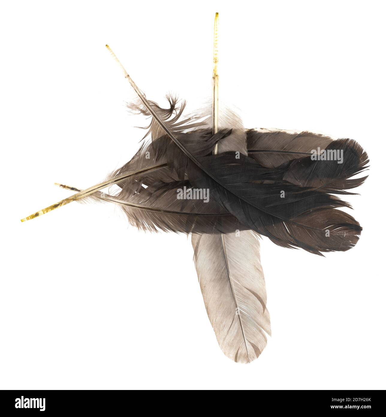 Natural bird feathers isolated on a white background. pile pigeon ...