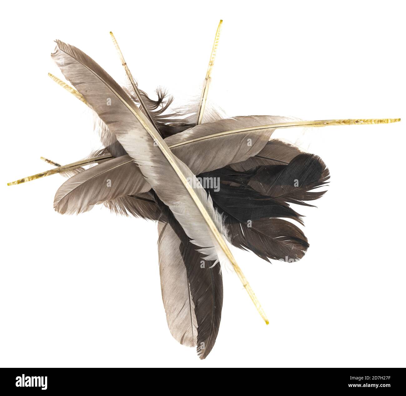 Natural bird feathers isolated on a white background. pile pigeon ...