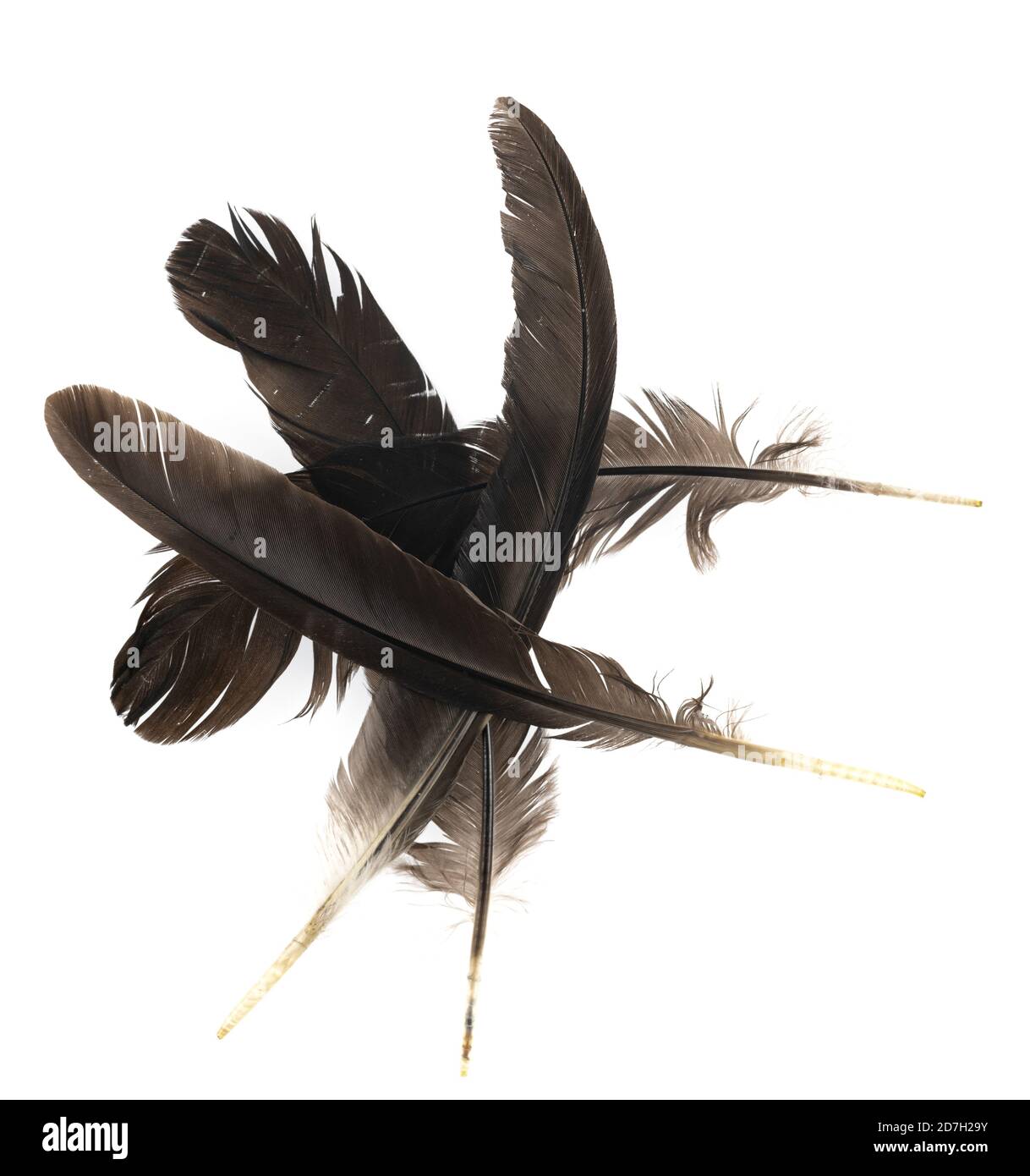 Natural bird feathers isolated on a white background. pile pigeon ...