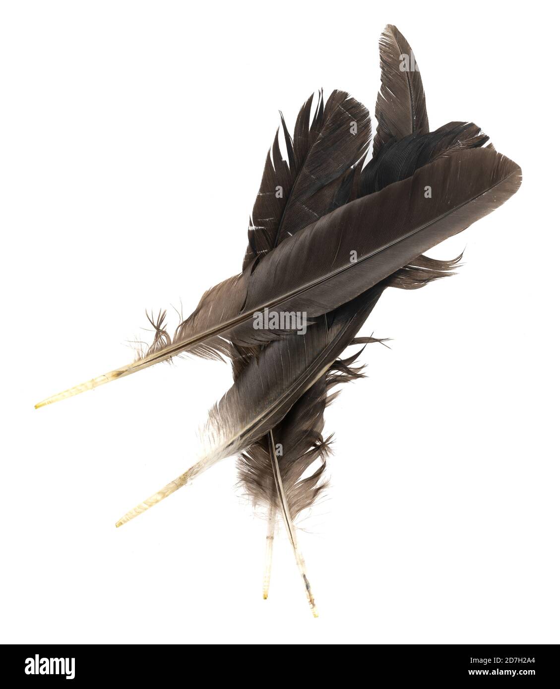 Natural bird feathers isolated on a white background. pile pigeon ...