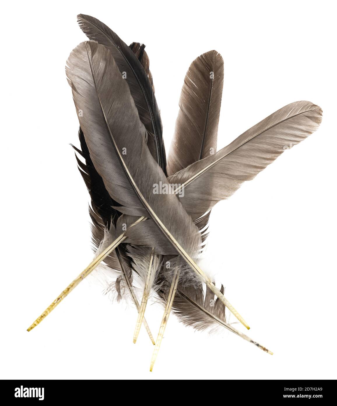 Natural bird feathers isolated on a white background. pile pigeon ...