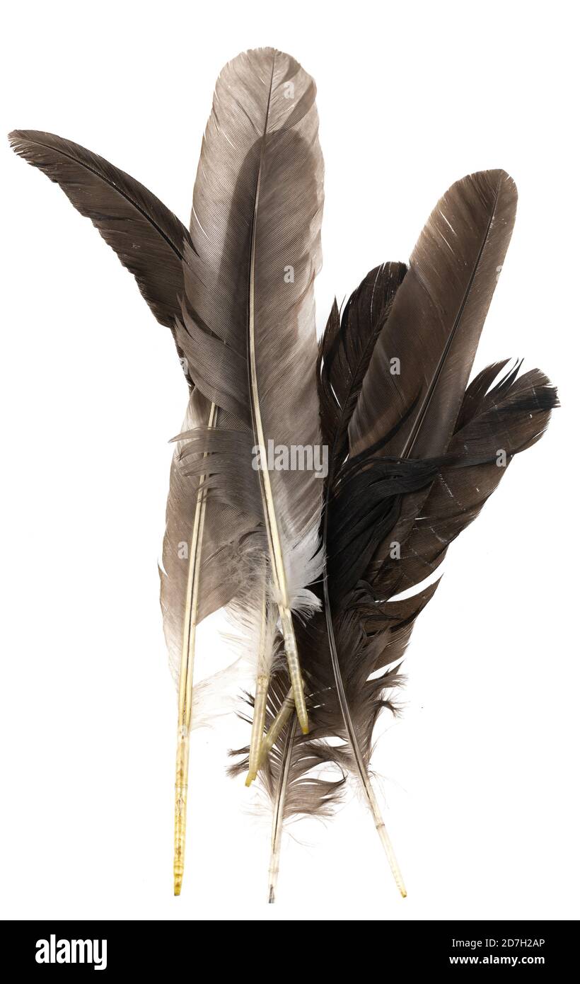 Natural bird feathers isolated on a white background. pile pigeon ...