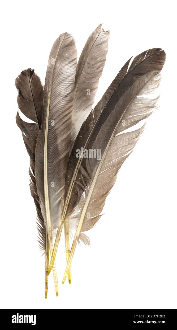 Natural bird feathers isolated on a white background. pile pigeon ...
