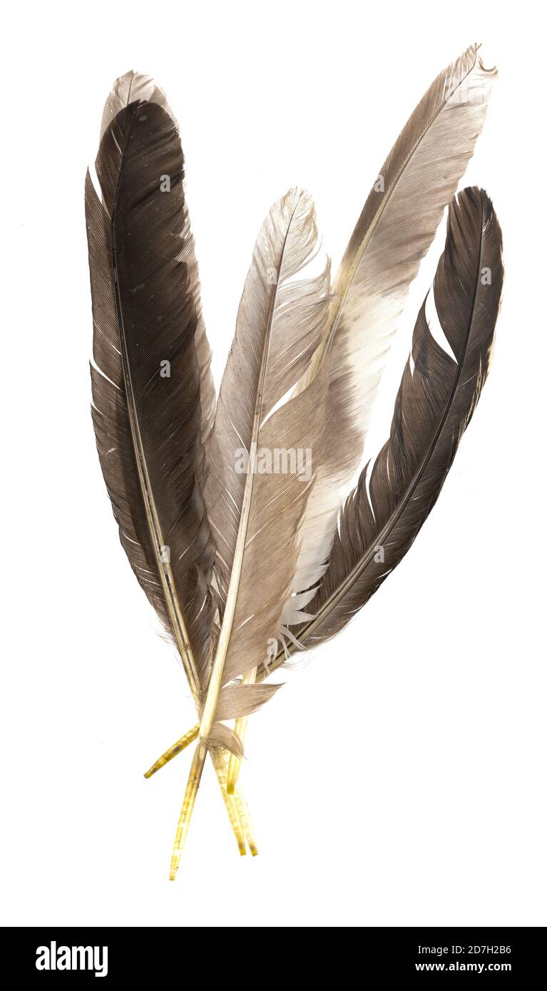 Natural bird feathers isolated on a white background. pile pigeon ...