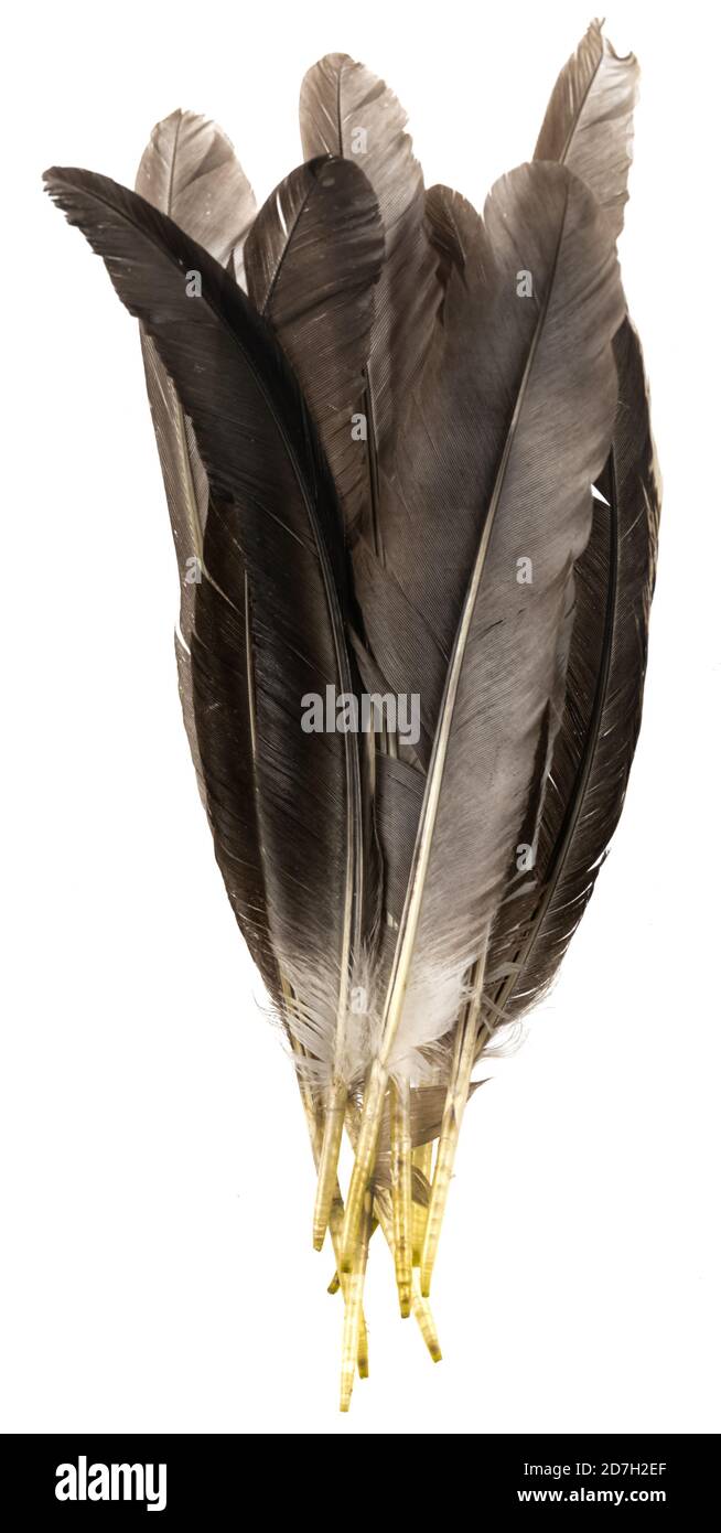 Natural bird feathers isolated on a white background. pile pigeon ...