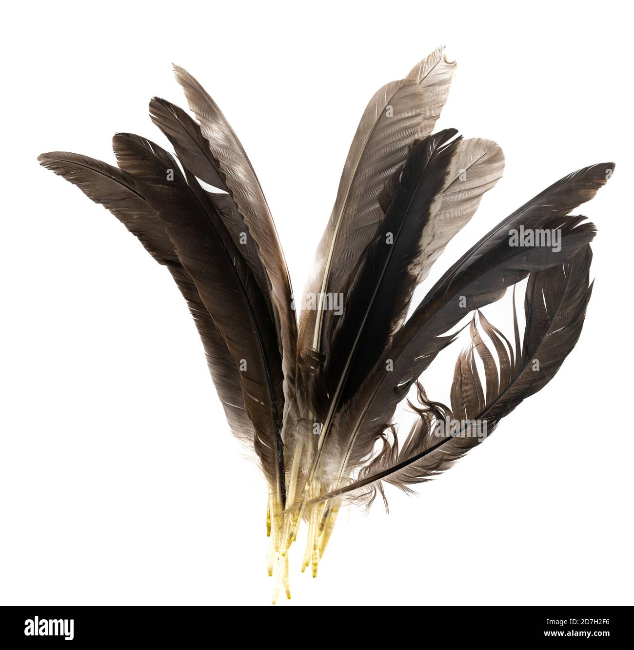 Natural bird feathers isolated on a white background. pile pigeon ...