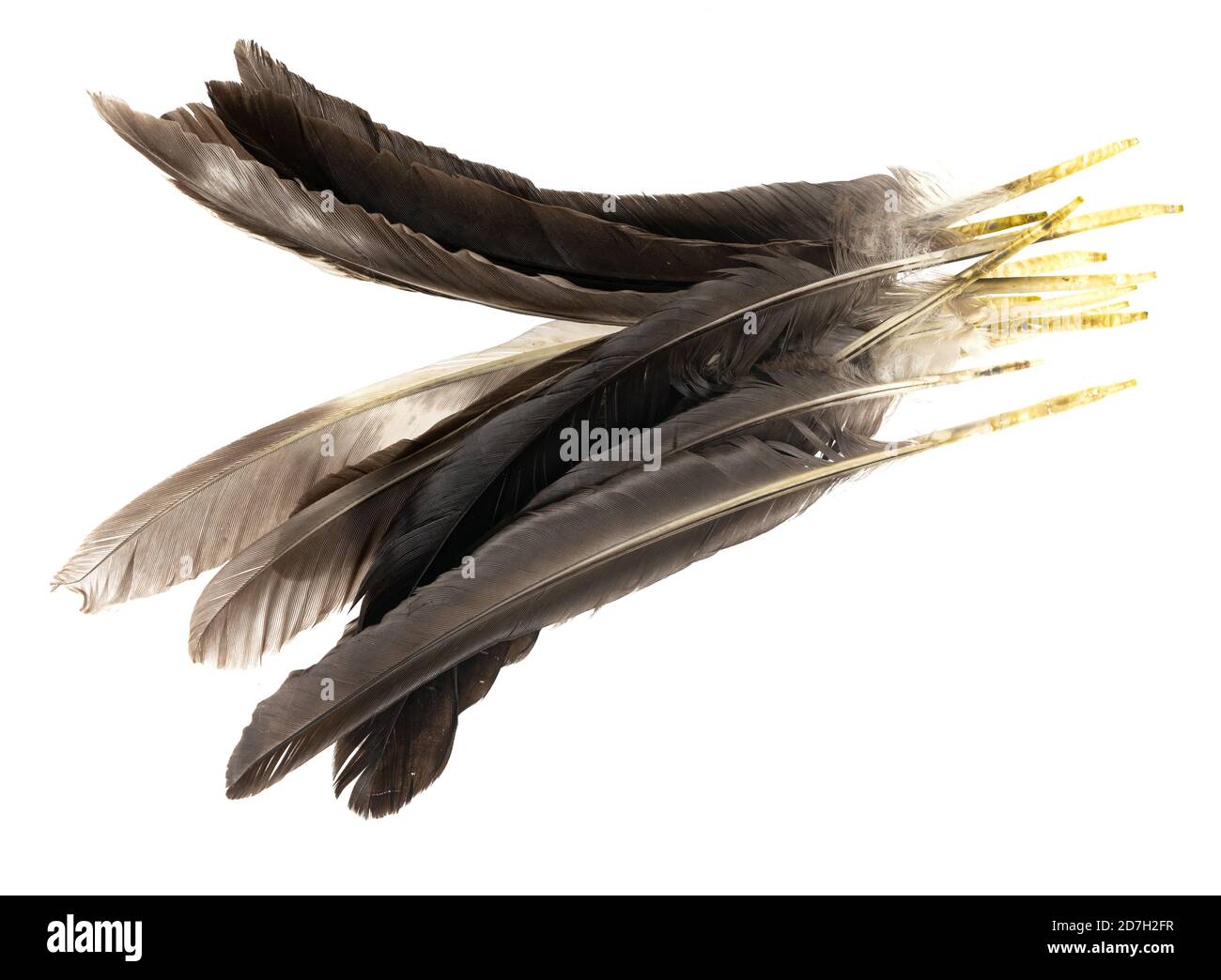 Natural bird feathers isolated on a white background. pile pigeon ...