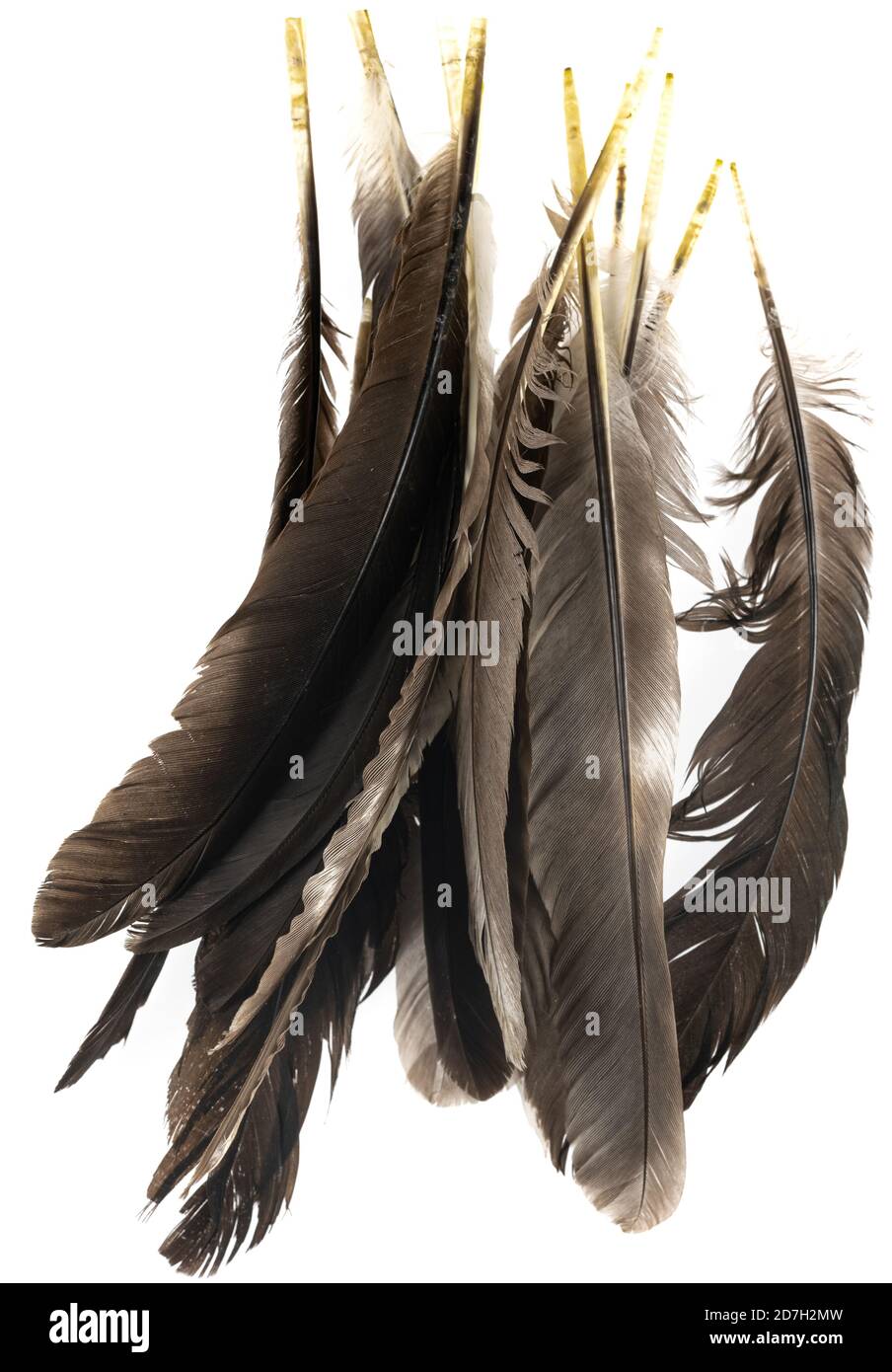Natural bird feathers isolated on a white background. pile pigeon ...