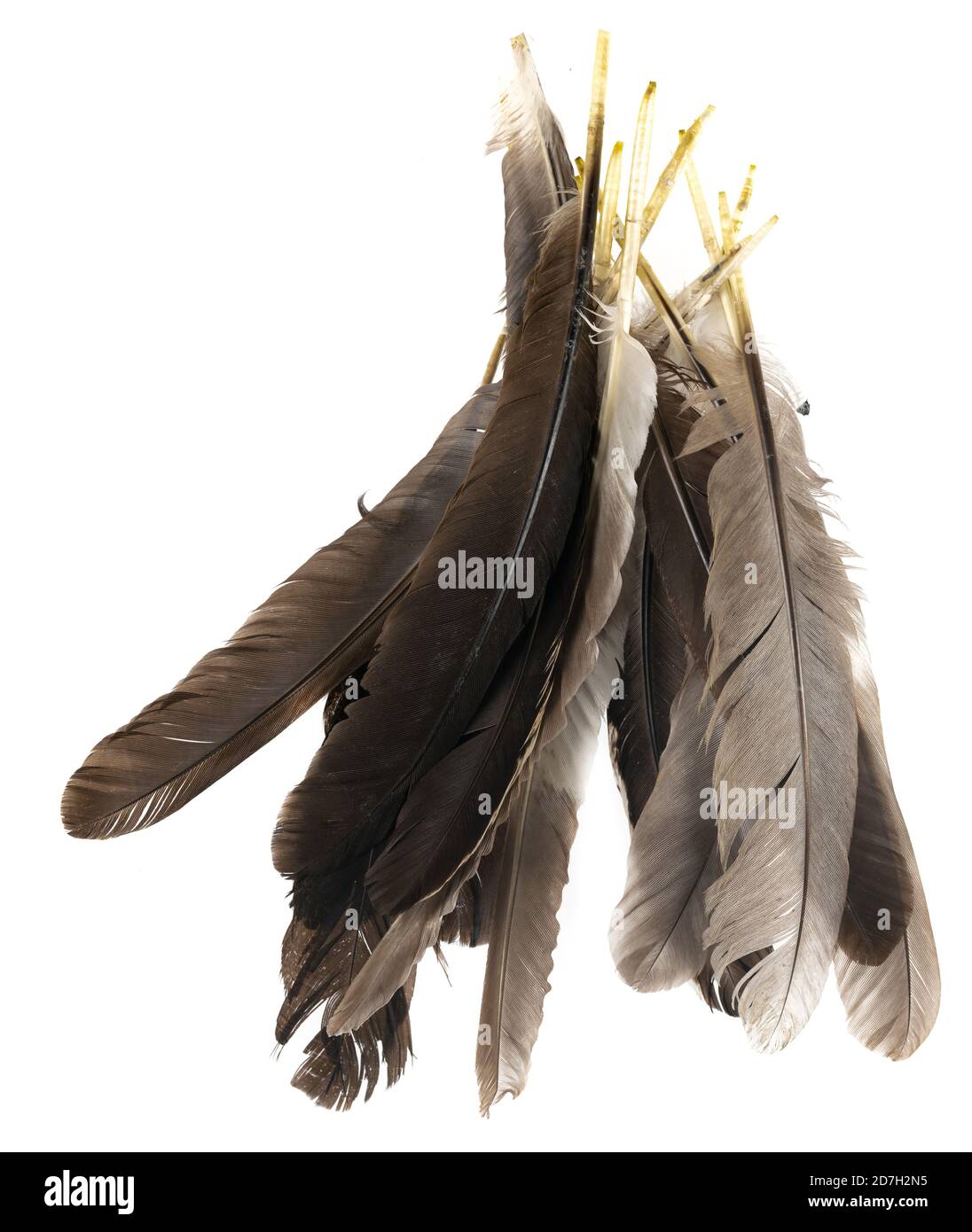 Natural bird feathers isolated on a white background. pile pigeon ...