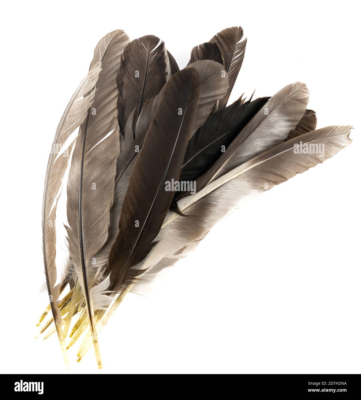 Indian rooster feathers hi-res stock photography and images - Alamy