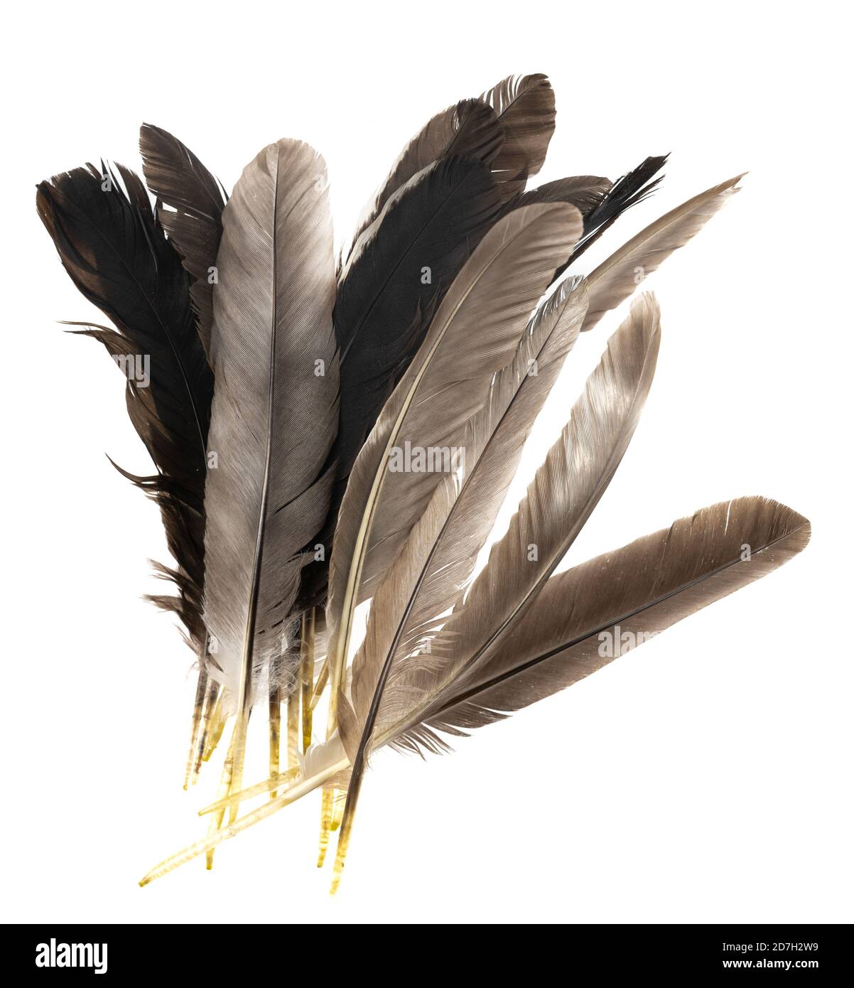 Natural bird feathers isolated on a white background. pile pigeon ...