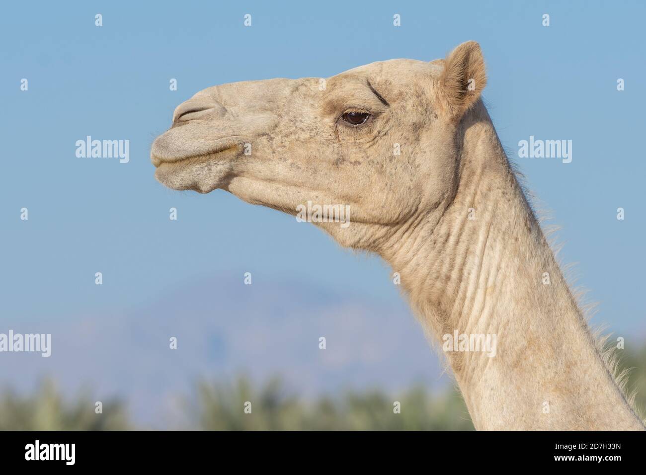 Side view Close-up of a desert dromedary camel facial expression with ...