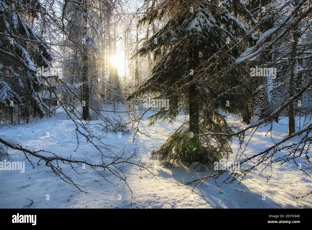 winter forest landscape sunlight snow Stock Photo - Alamy