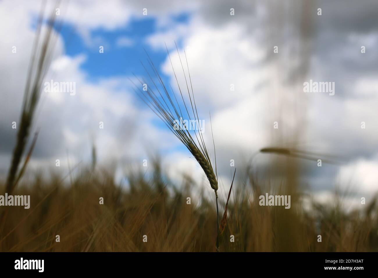 cereal rye field Stock Photo - Alamy