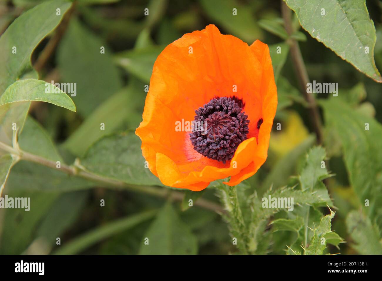 An Individual Brightly Coloured Orange Poppy Flower Stock Photo - Alamy