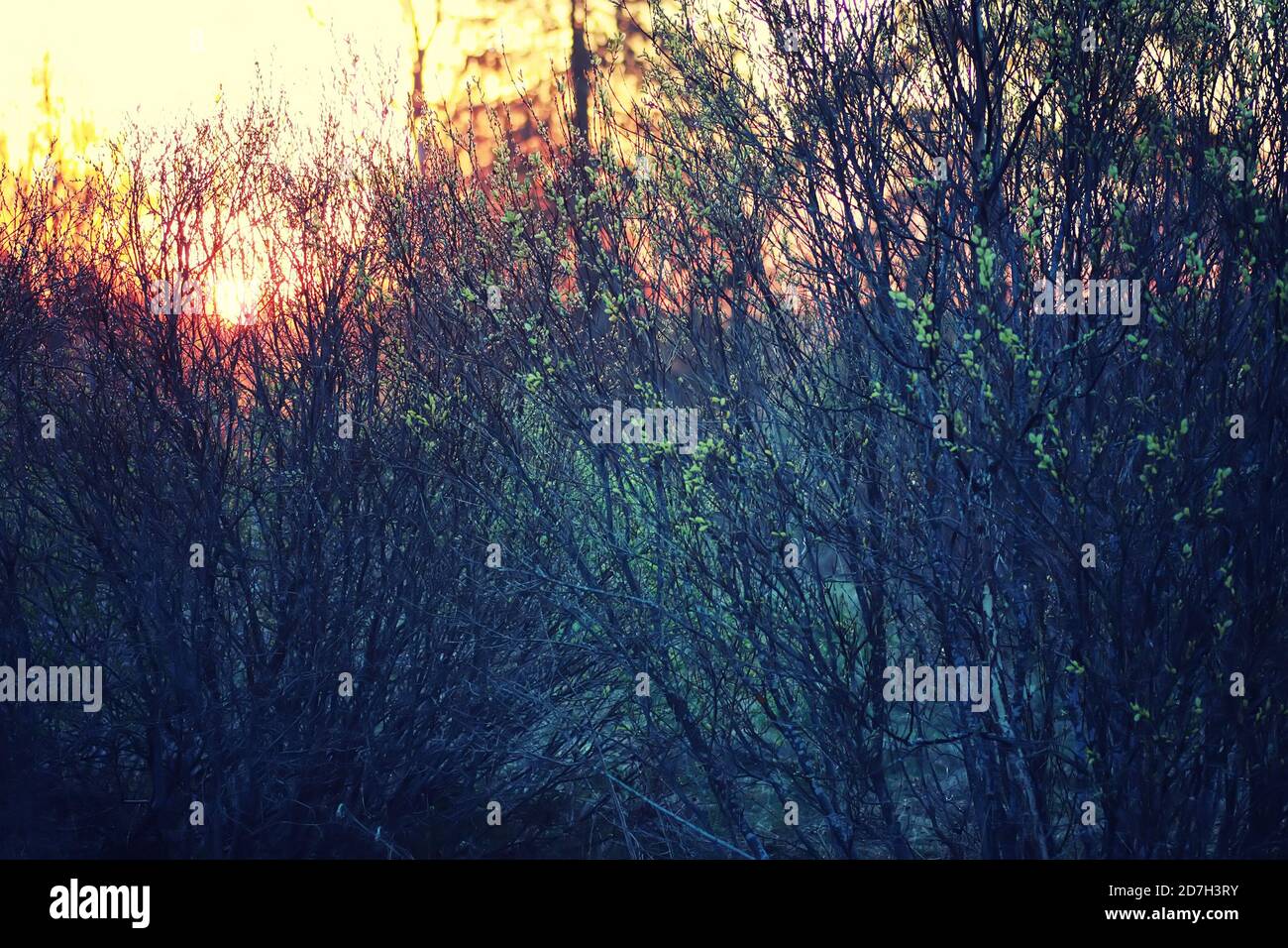 sunset plant branch summer Stock Photo - Alamy