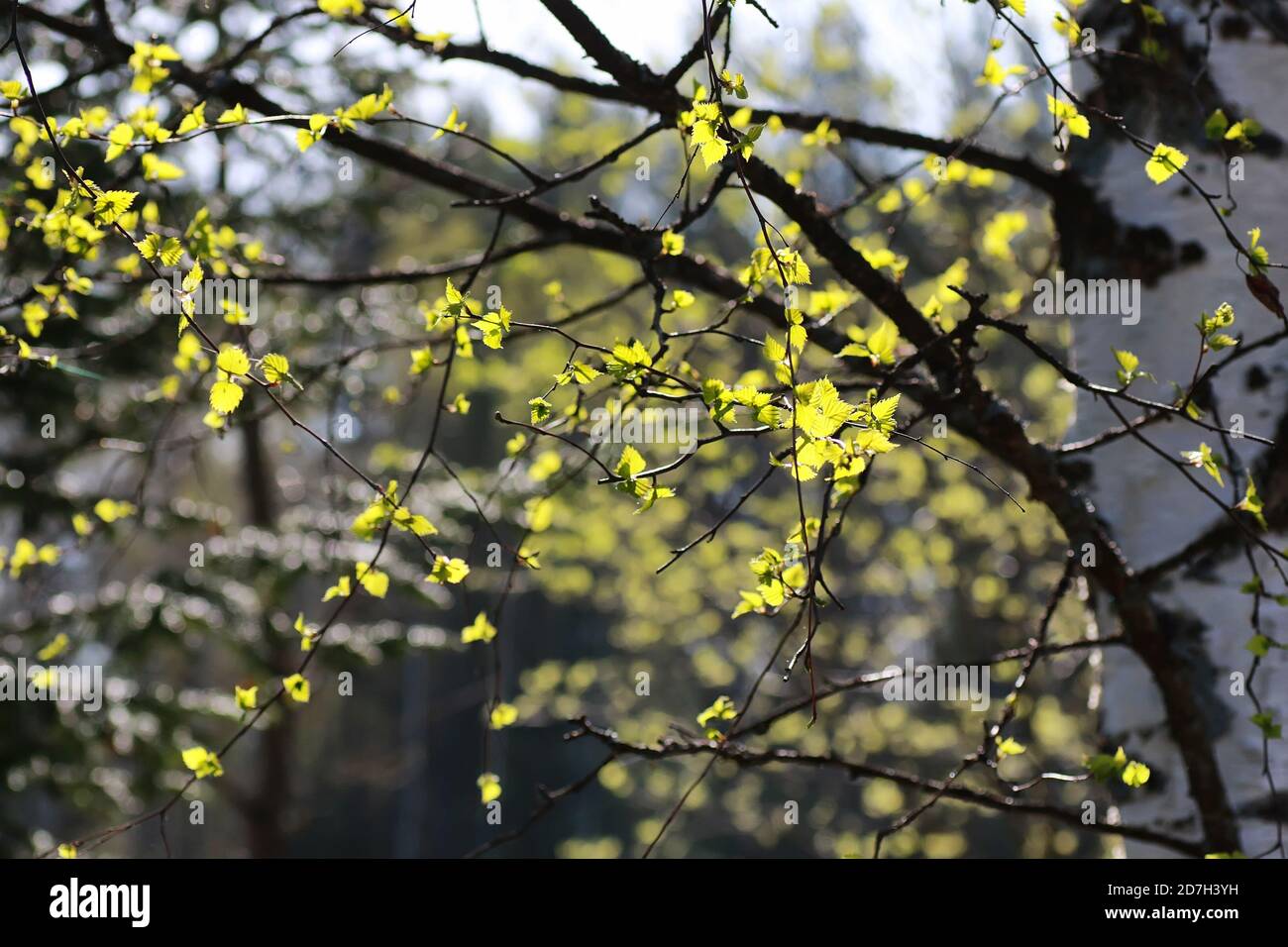 fresh spring leaves on a tree Stock Photo - Alamy