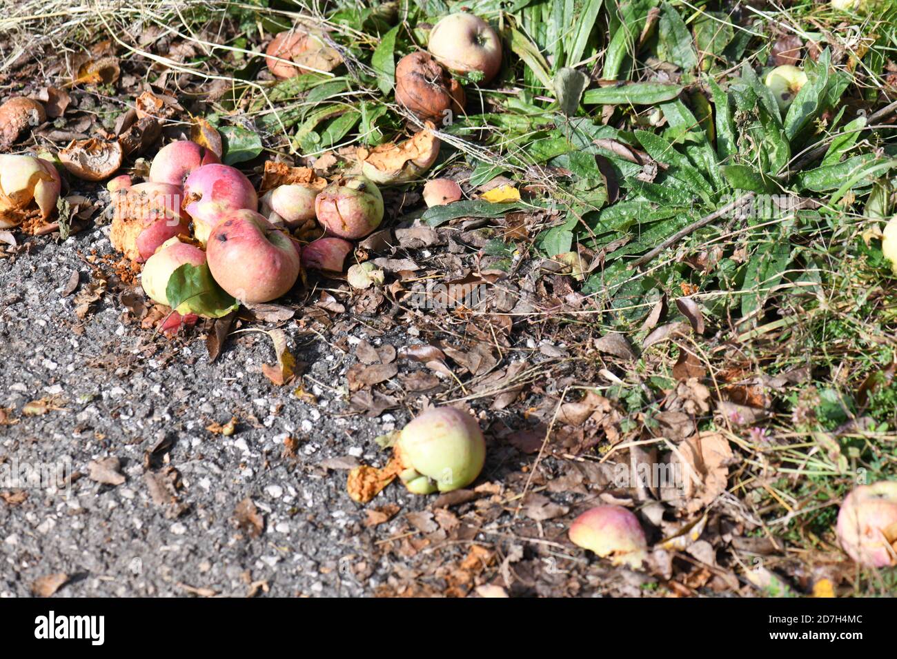 Fallobst hi-res stock photography and images - Alamy