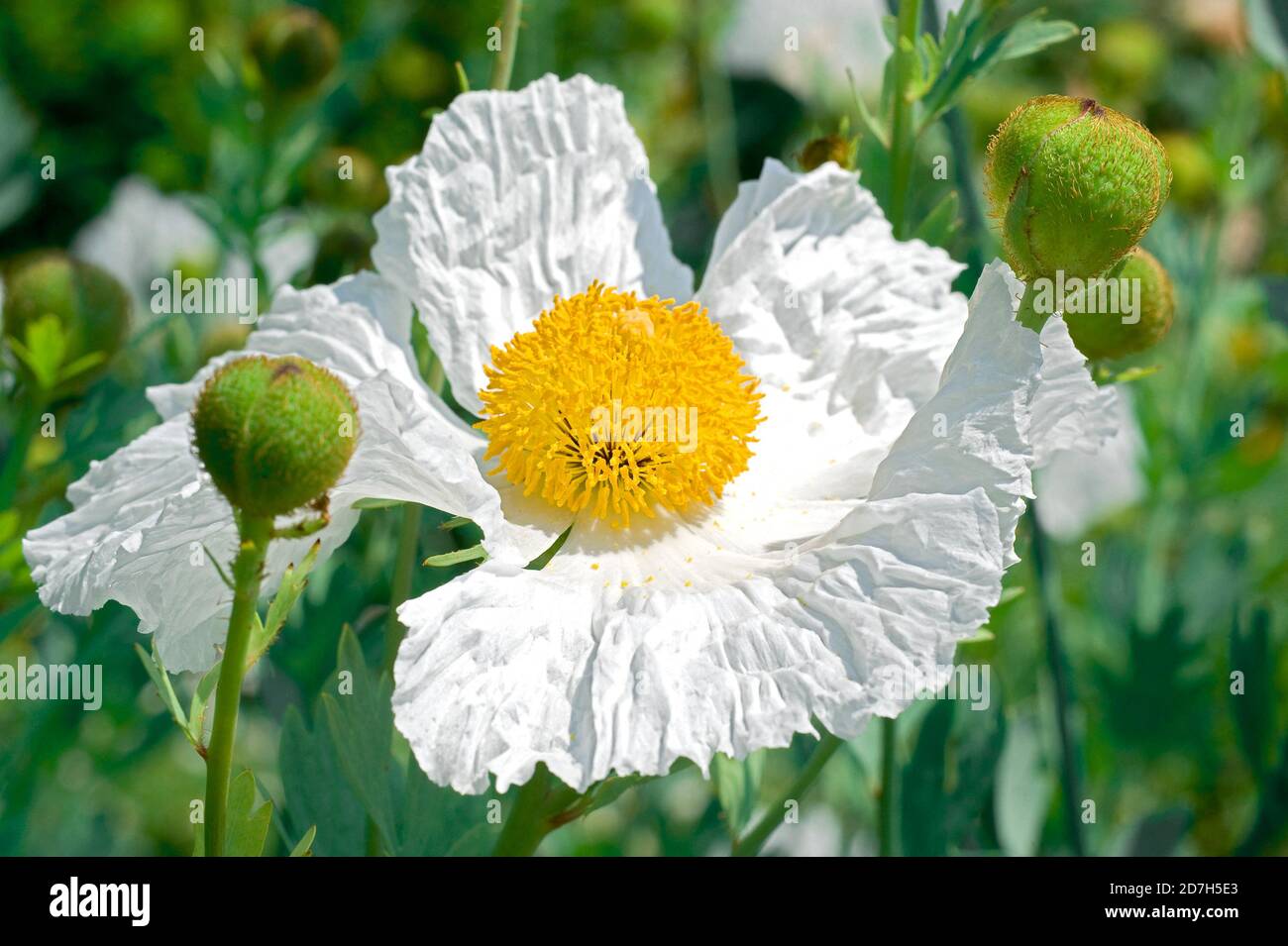 Matilija Poppy (Romneya coulteri) flower Stock Photo - Alamy