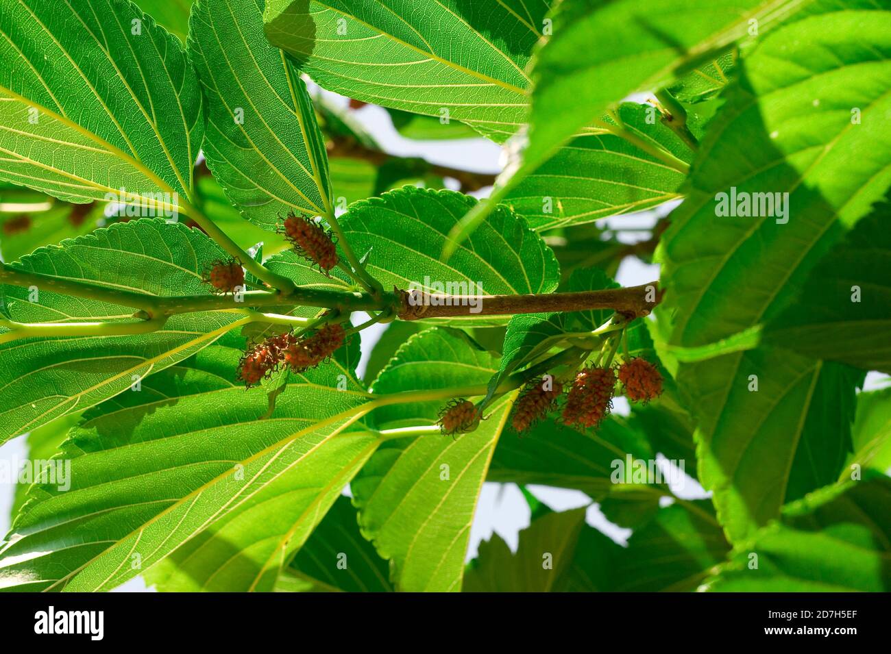 Mulberry tree (Morus alba) fruits Stock Photo - Alamy