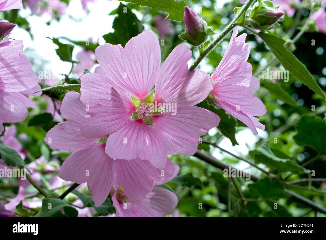 Tree mallow (Lavatera sp) Kew Rose', flowers Stock Photo - Alamy