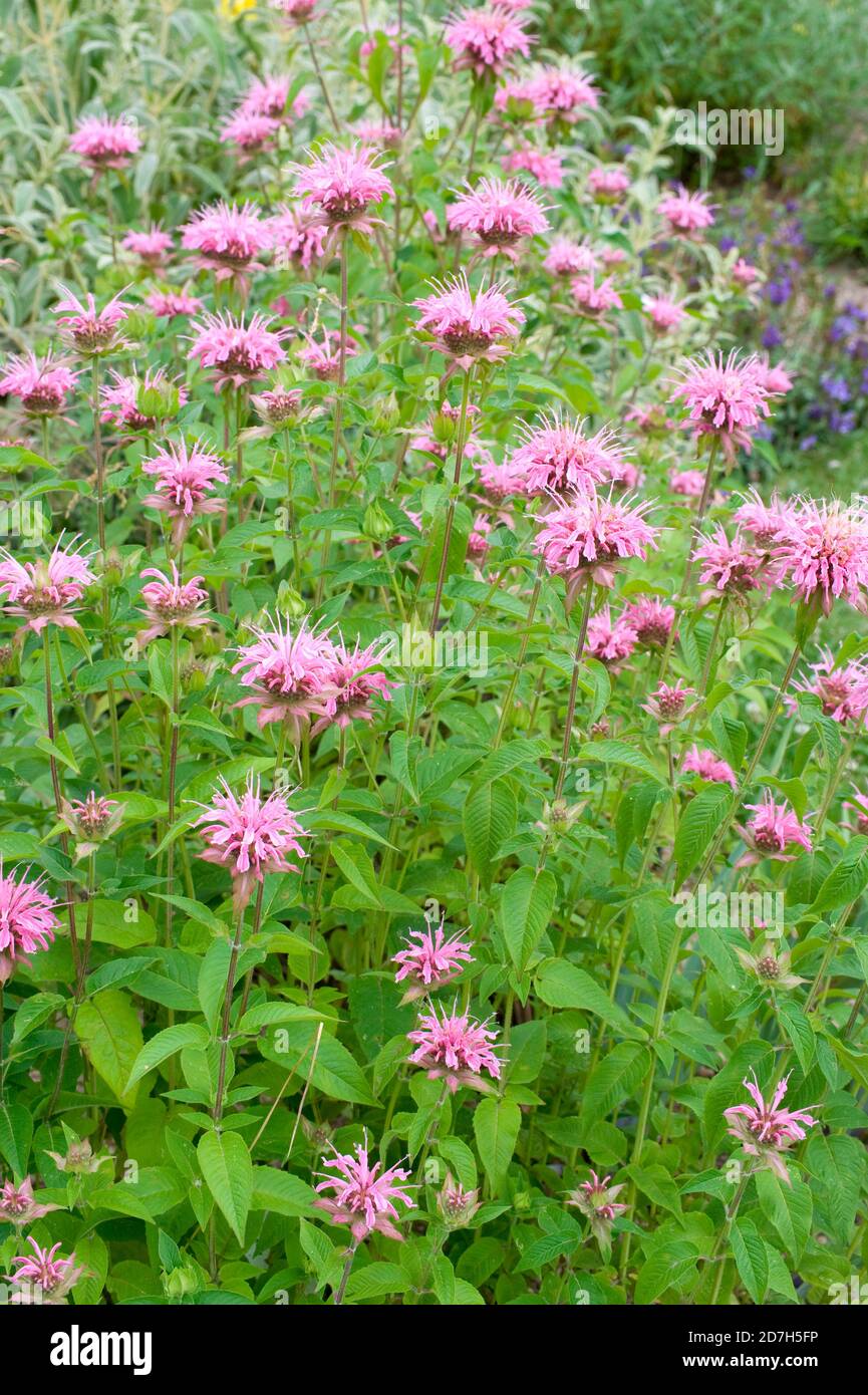 Oswego Tea (Monarda sp) in bloom Stock Photo - Alamy