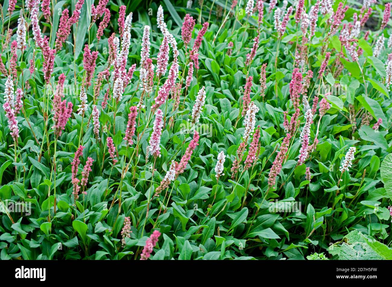 Persicaria (Persicaria affinis or Polygonum affine) in bloom Stock ...