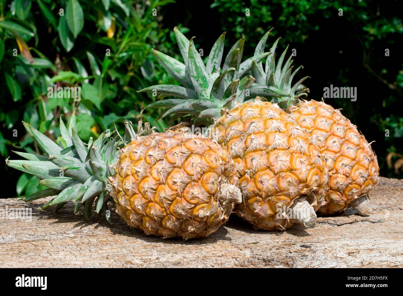 Ananas (Ananas comosus Stock Photo - Alamy