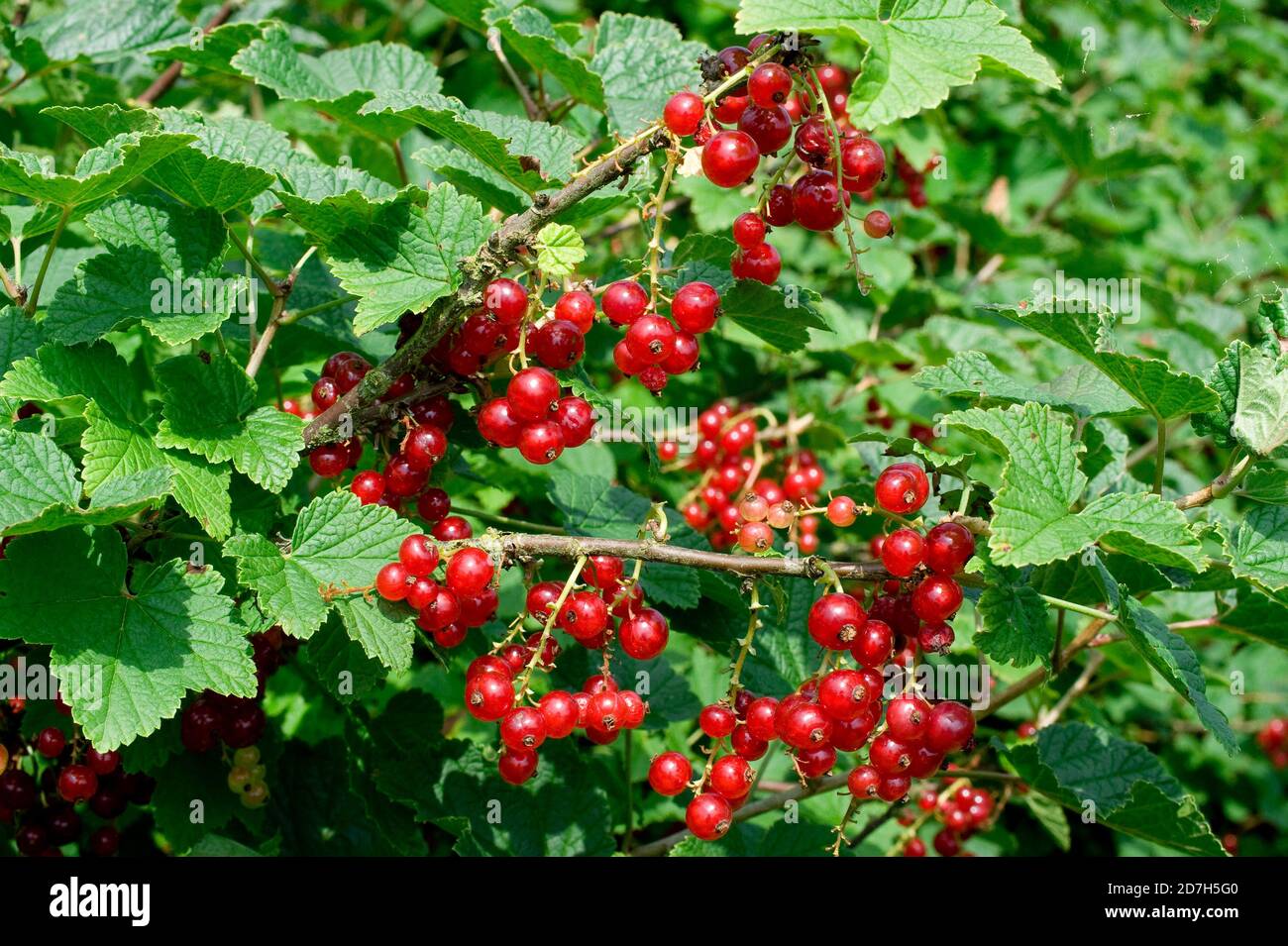 Cultivated currant (Ribes rubrum) 'Jonkheer Van Tests', fruits Stock ...