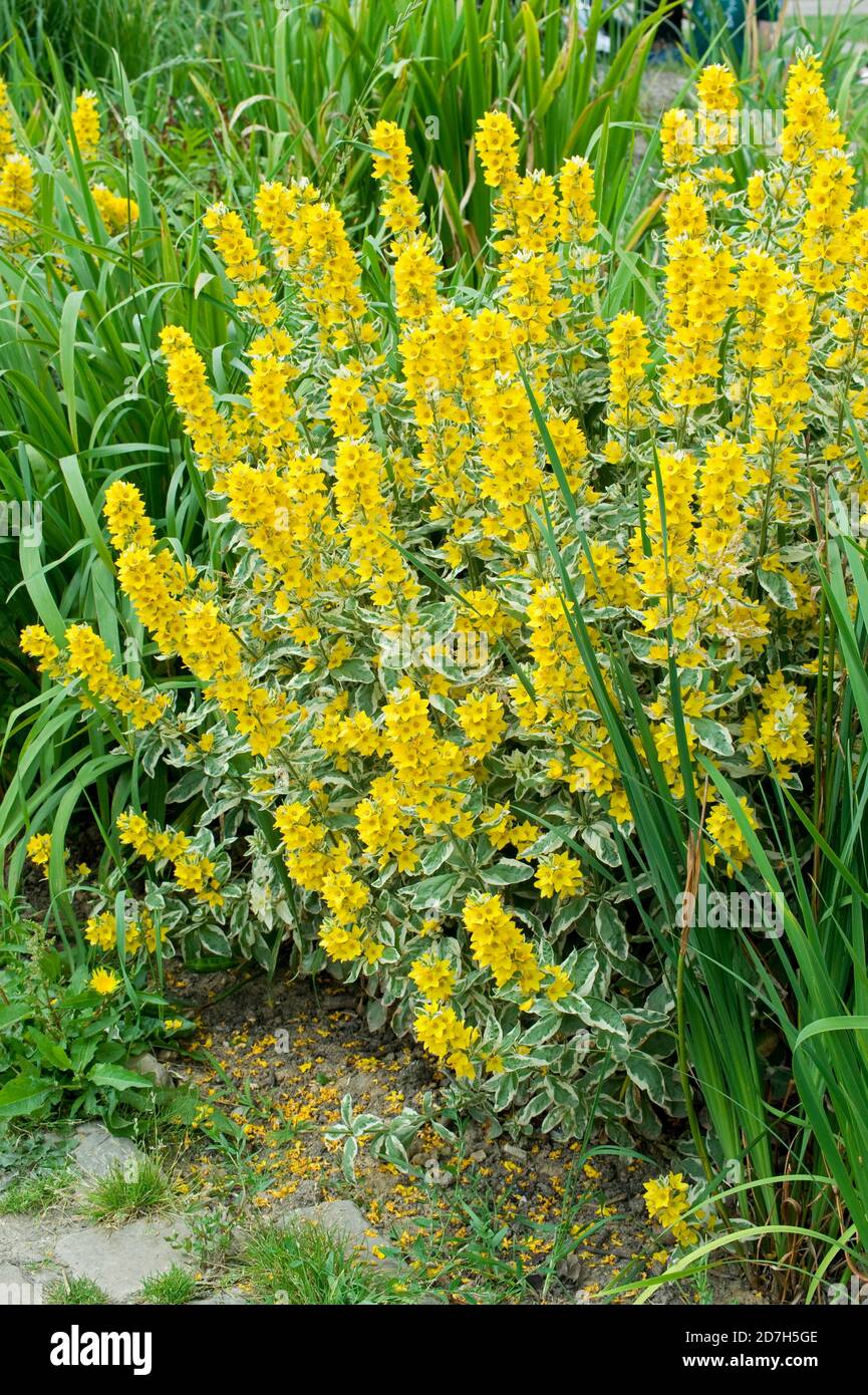 Large yellow loosestrife (Lysimachia punctata) 'Alexander' Stock Photo ...