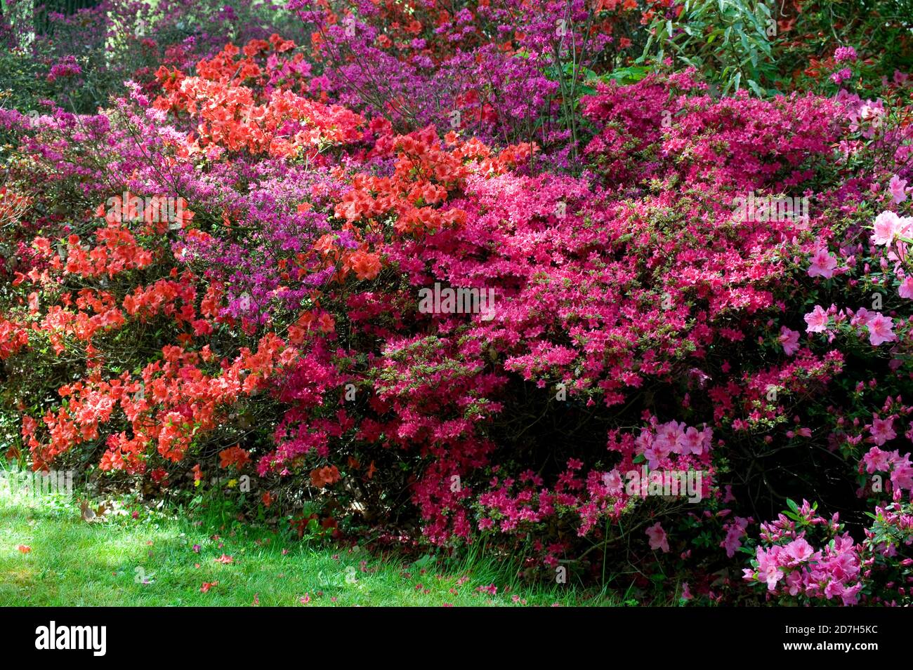 Heather earth plant: Rhododendron mixed Stock Photo - Alamy