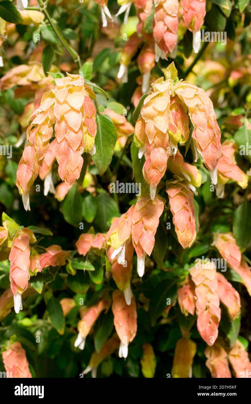 Justicia Species High Resolution Stock Photography and Images - Alamy