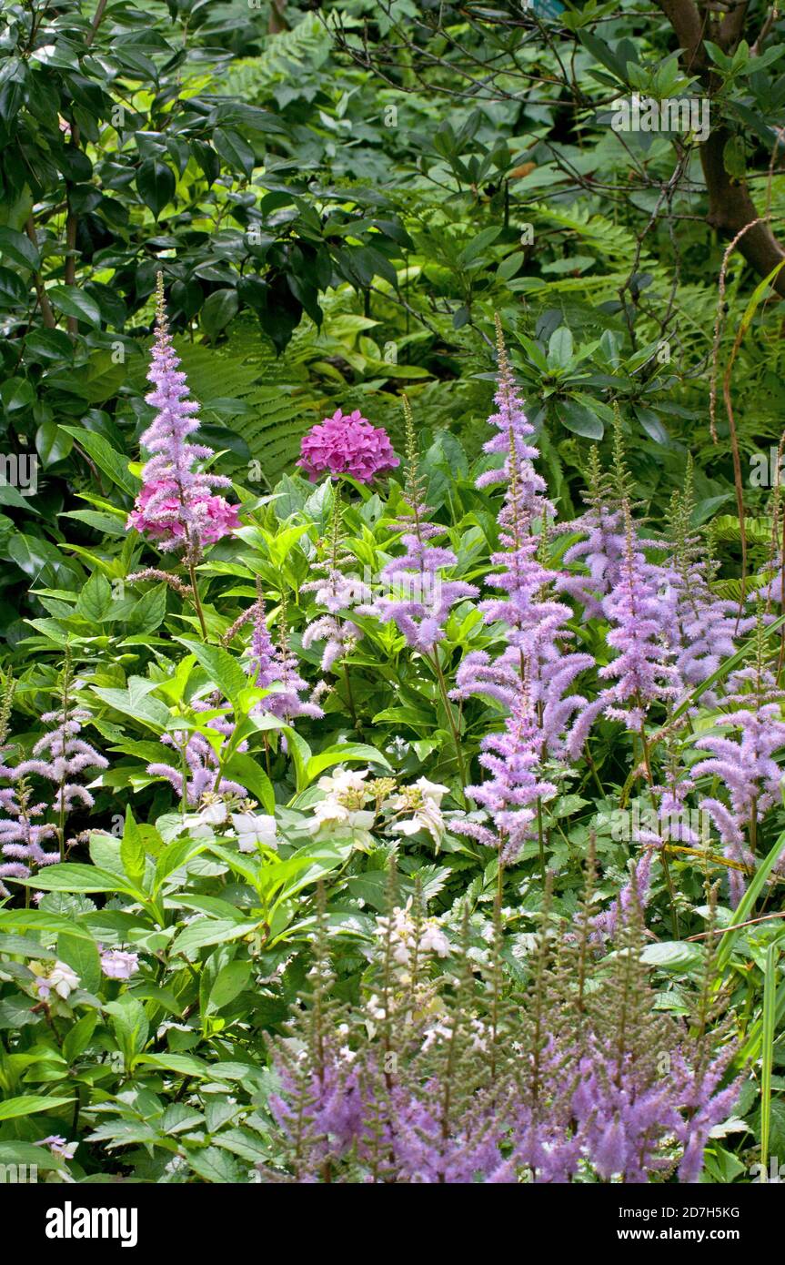 False goatsbeard, Chinese astilbe (Astilbe chinensis) 'Visions', Rustic ...