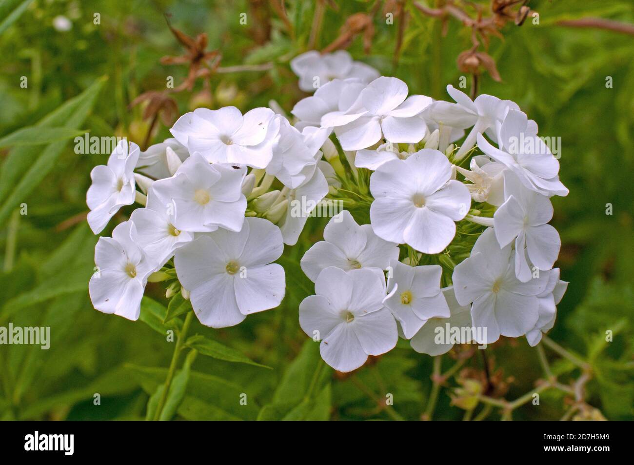 Fall phlox (Phlox paniculata) 'Graf Zeppelin' Stock Photo - Alamy