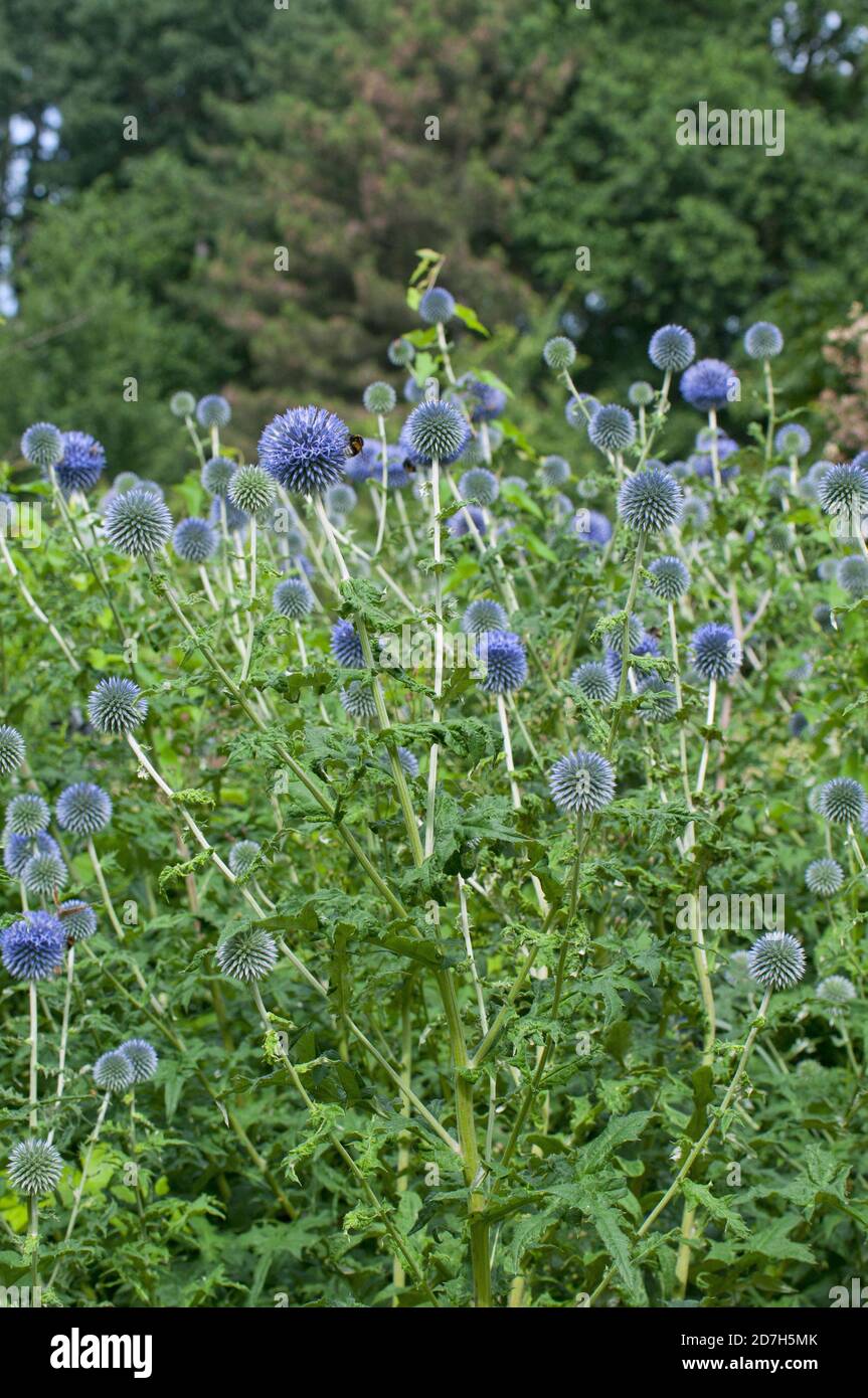 Blue Thistle (Echinops ritro) 'Veitch's Blue' in bloom Stock Photo - Alamy