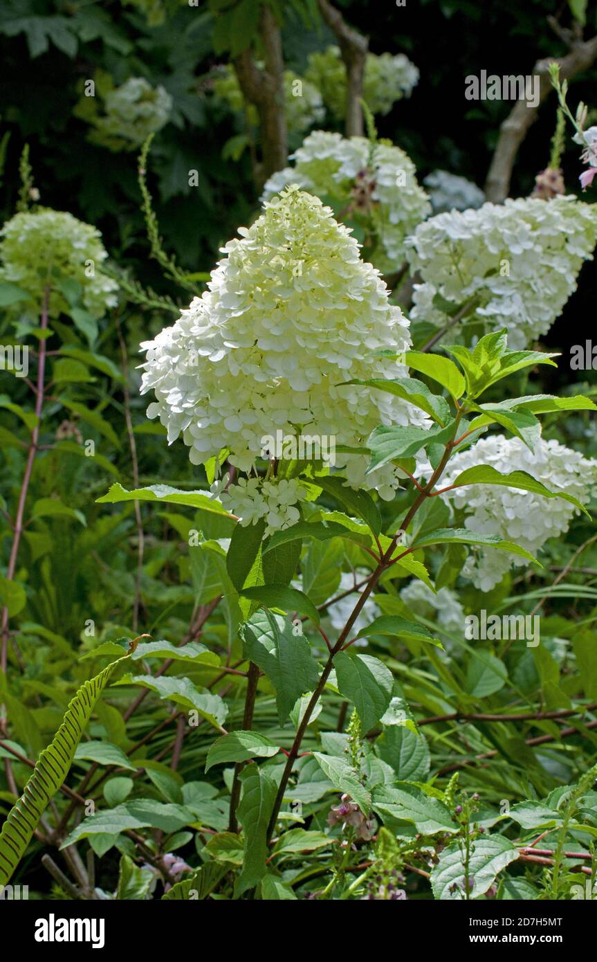 Panicled hydrangea (Hydrangea paniculata) in bloom Stock Photo - Alamy
