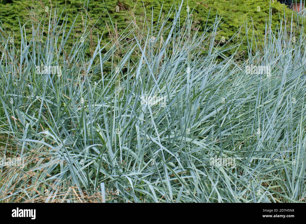 Blue wild rye elymus glaucus hi-res stock photography and images - Alamy