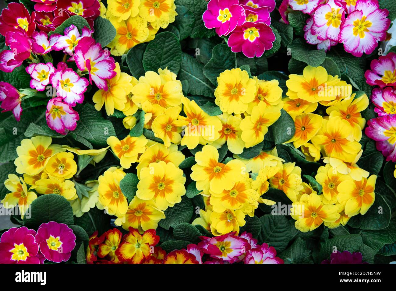 Fresh multi-colored Bright background with lots of floral texture ...